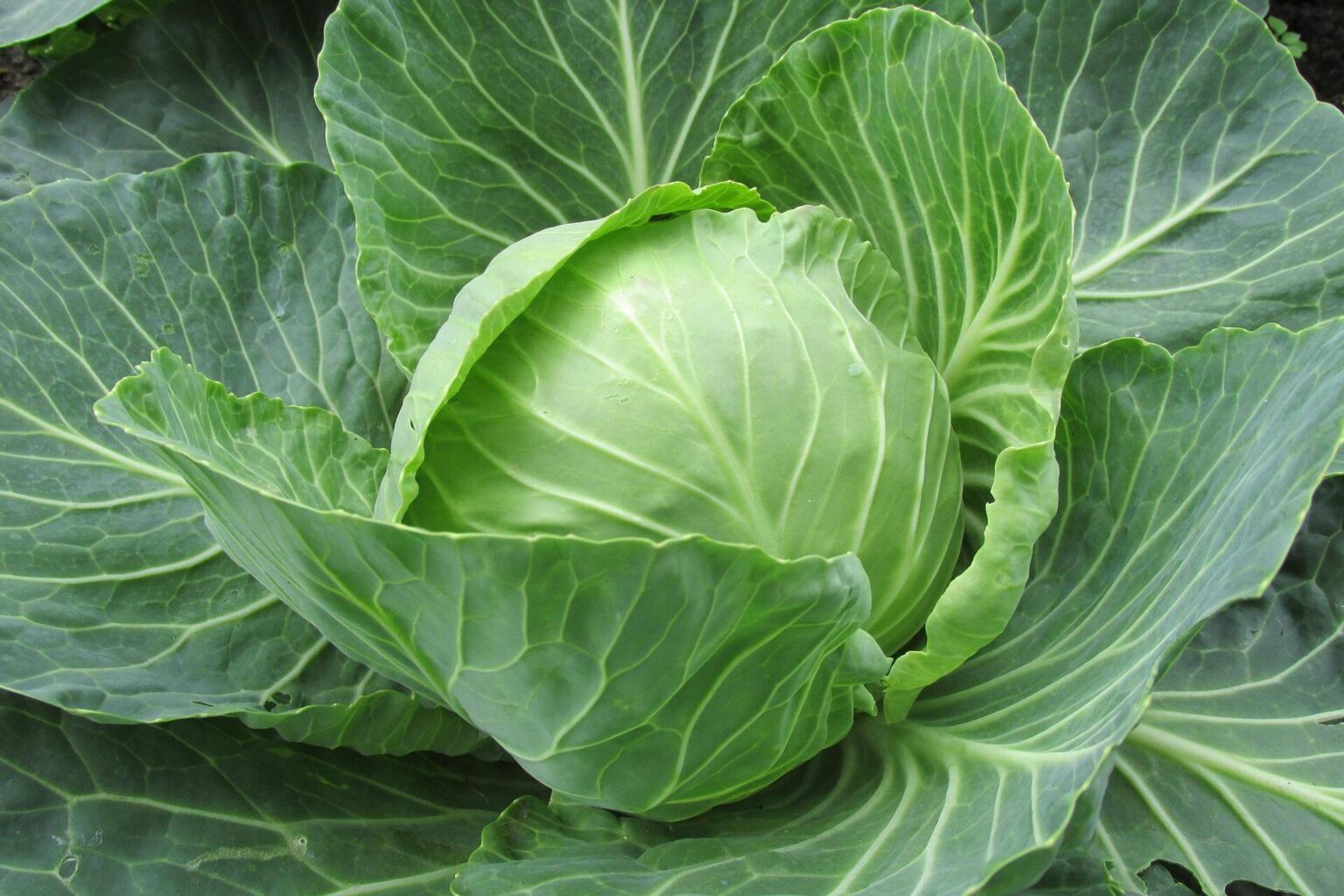 Homemade Wine Recipes With Full Step By Step Instructions